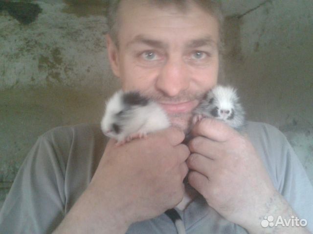 Нутрии молодняк