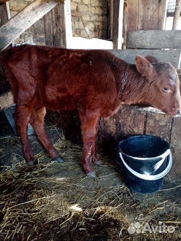 Меняю телочку на поросят