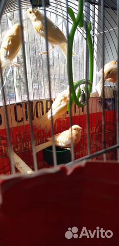 Молодые кенары и готовые самки