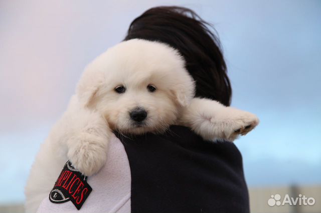 Девочка мареммо-абруцкой овчарки