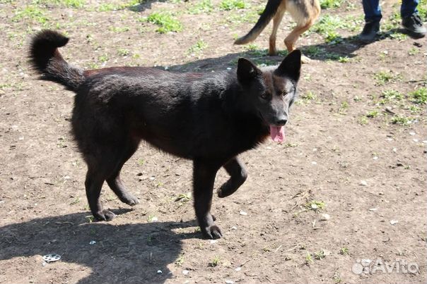 Собака стерилизованная