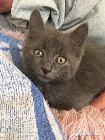 Британские котята