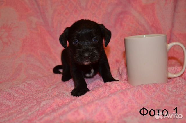 Отдам щеночков в хорошие руки