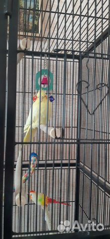 Красивейший бело-жёлтый попугай корелла с клеткой