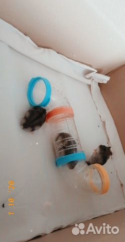 Джунгарик(девочка)