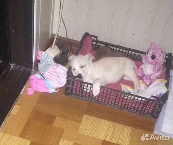 Чихуахуа смесь с пинчером