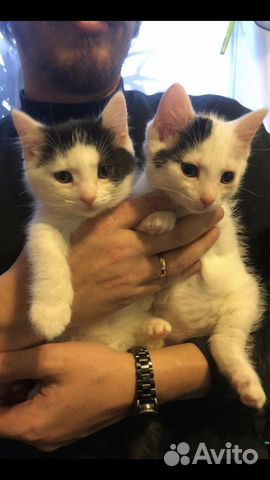 Котята отдам в добрые руки бесплатно