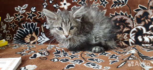 Котенок Пушка