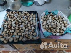 Перепела, яйца