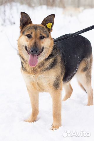 В муниципальном приюте красотка Люся