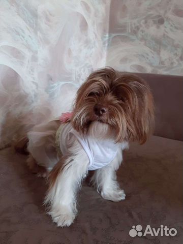 Русская цветочная болоночка Невеста)