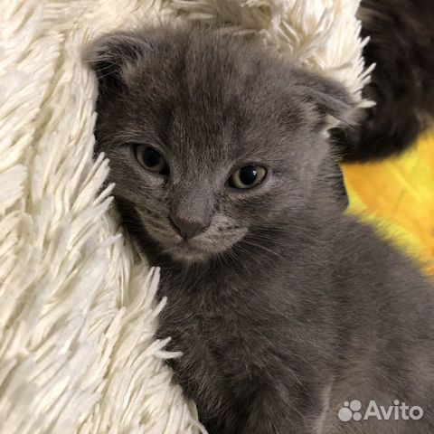 Британский вислоухий