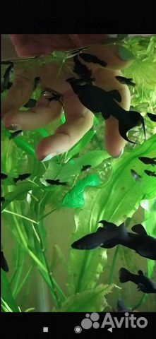 Молинезии лира черные