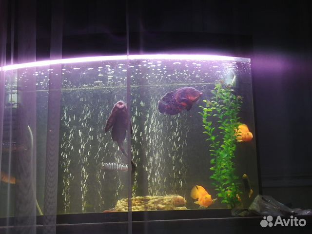 Аквариум с рыбками