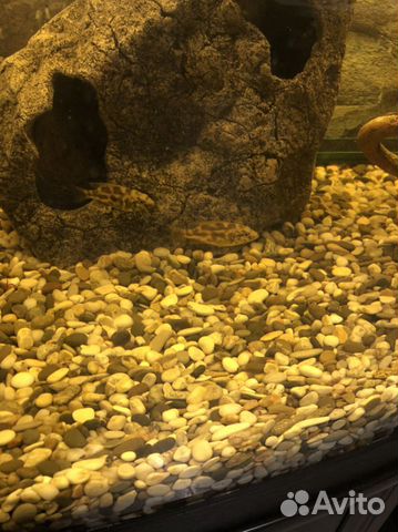 Цихлиды Ливингстона