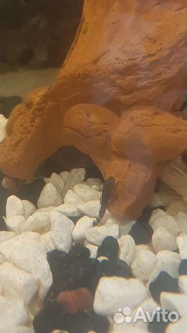 Сомики присоски