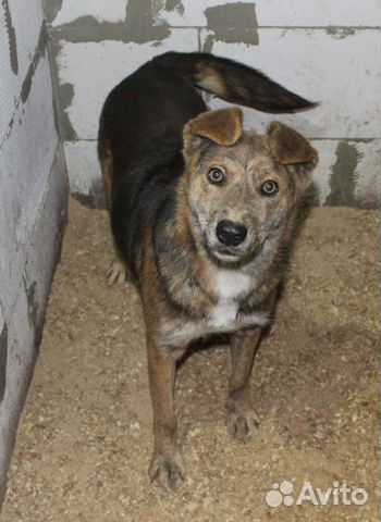 Макси ищет дом