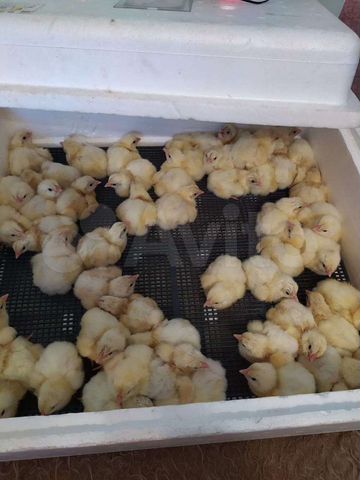 Цыплята бройлеры суточные и подрощенные