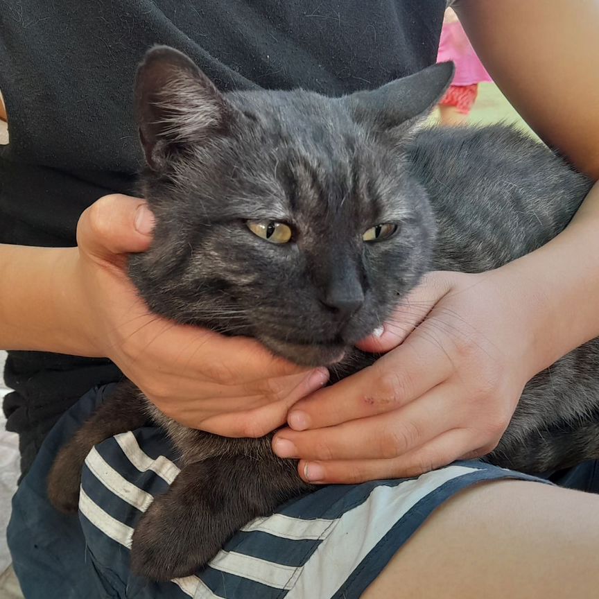Кот