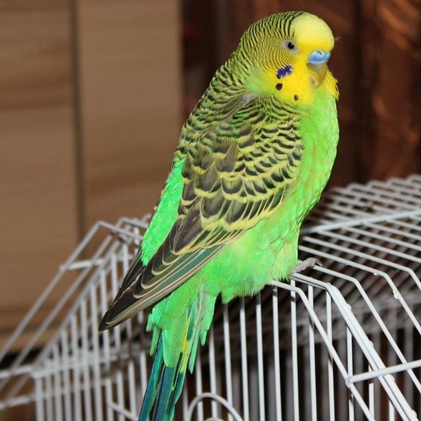 Ручной говорящий попугай