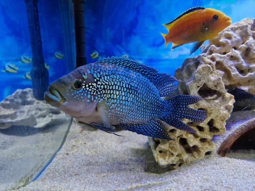 Цихлида "Пчёлка"