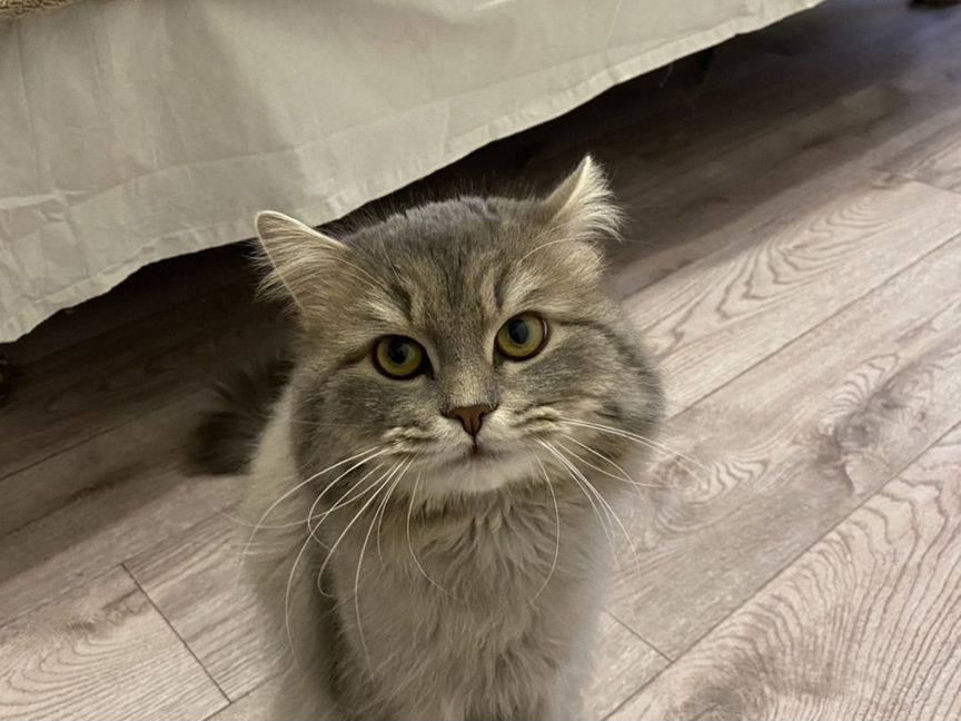 Отдам кота в добрые руки
