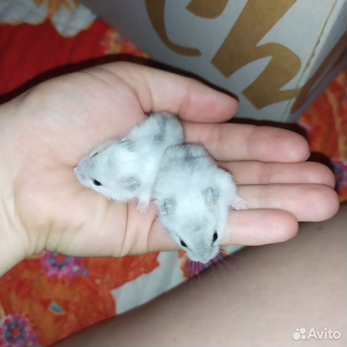 Хомячки джунгарики