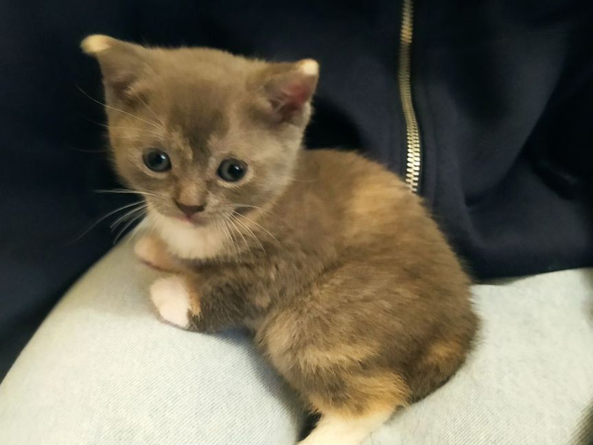 Котенок и мама кошка