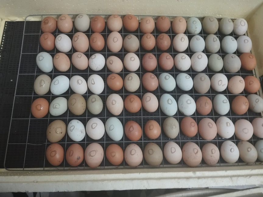 Яйца инкубационные от кур несушек цветное яйцо