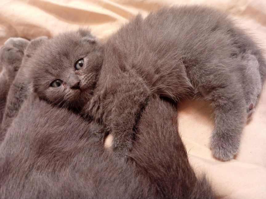 Шотландские котята