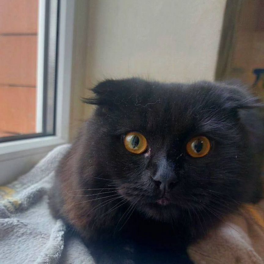 Шикарная вислоухая кошечка Марго в дар