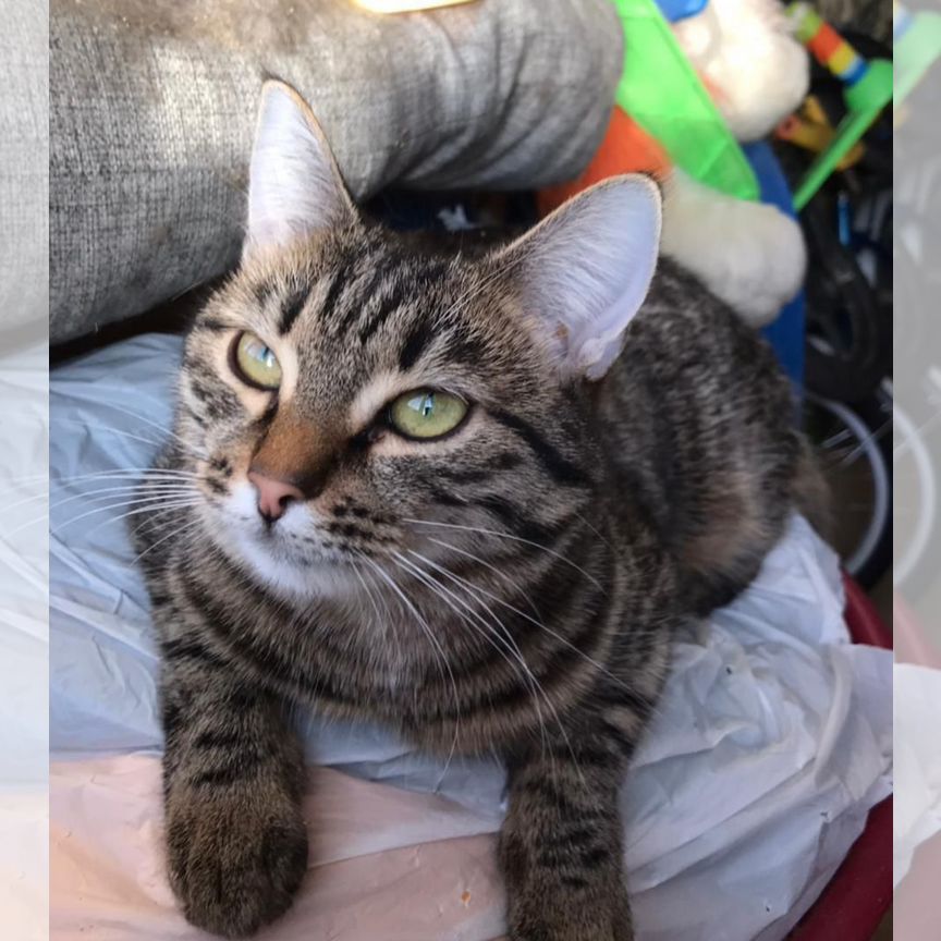 Взрослая, кошка в добрые руки