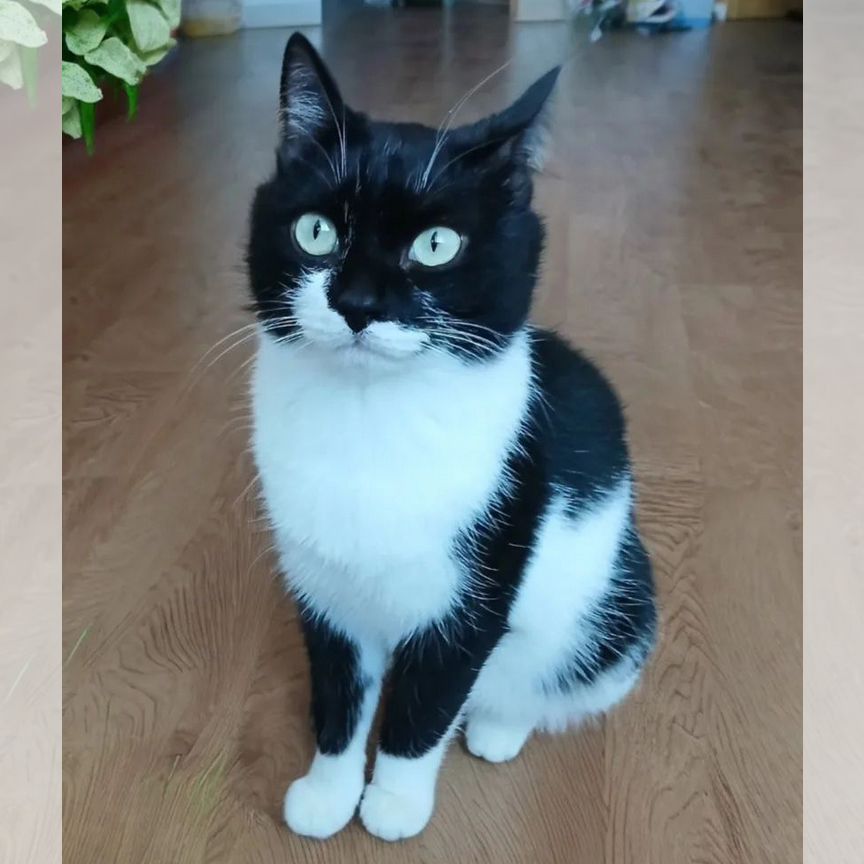 Взрослый кот в добрые руки