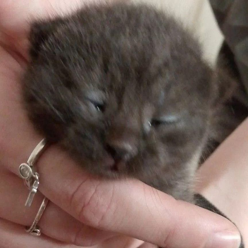 Шотландский вислоухий короткошёрстный котёнок