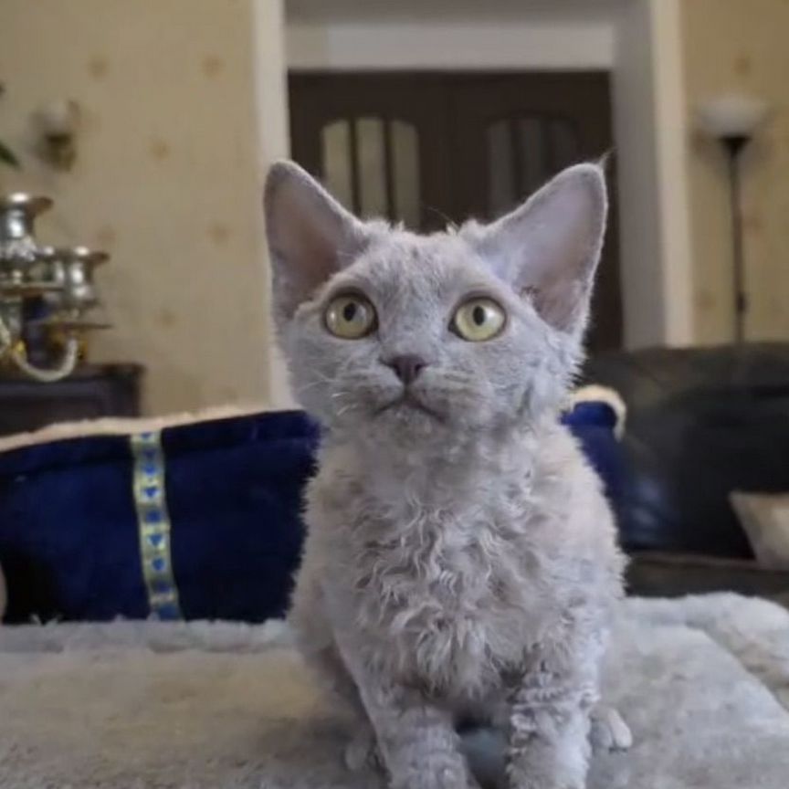 Лиловая девочка