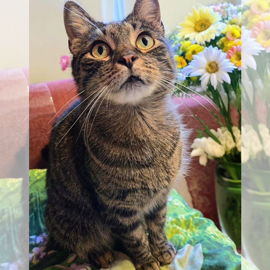 Взрослая кошка в добрые руки