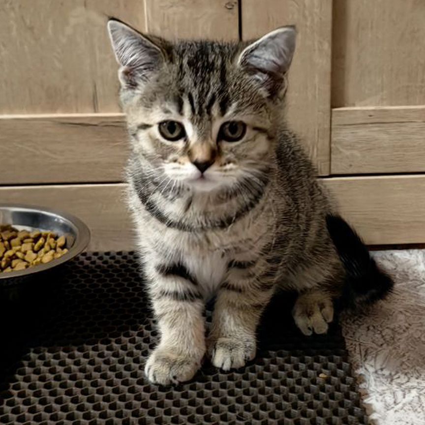 Шотландский прямоухий короткошёрстный котёнок