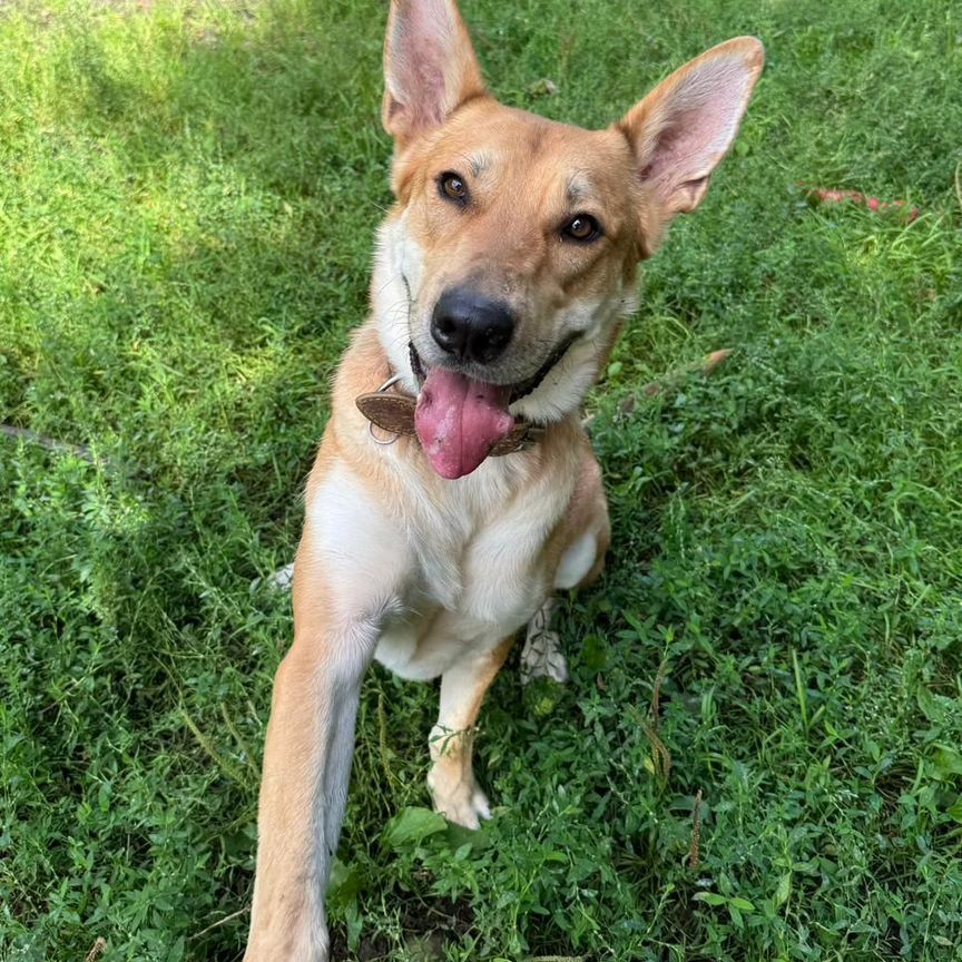 Крупная собака из приюта в добрые руки