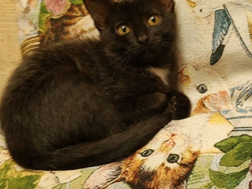 Котенок в добрые руки