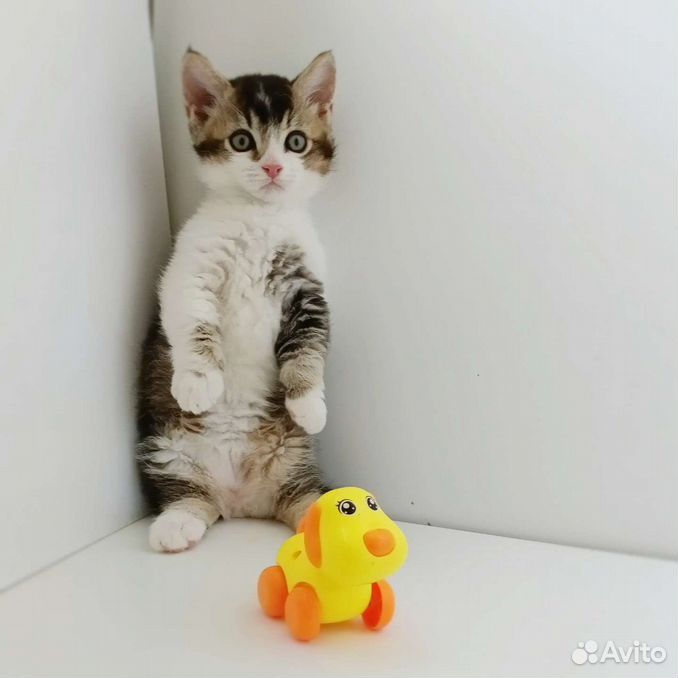 Коротколапые котята