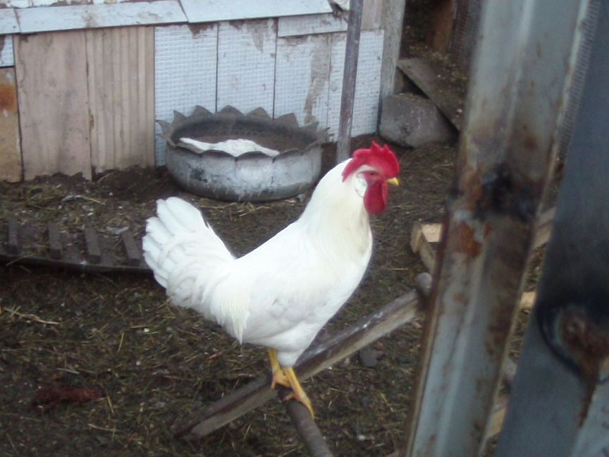 Петух Супер Ник