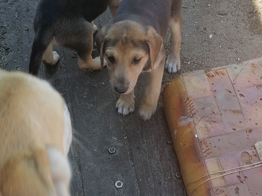 Собаки - щенки