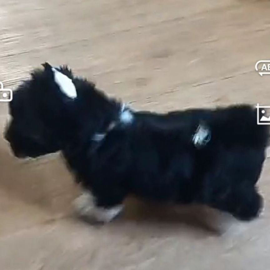 Красотка цветного йорка