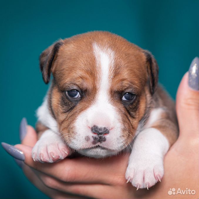 Стаффордширский бультерьер