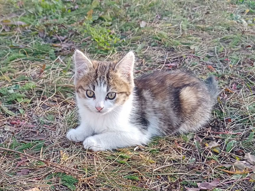 Очень милая кошечка, 2 мес