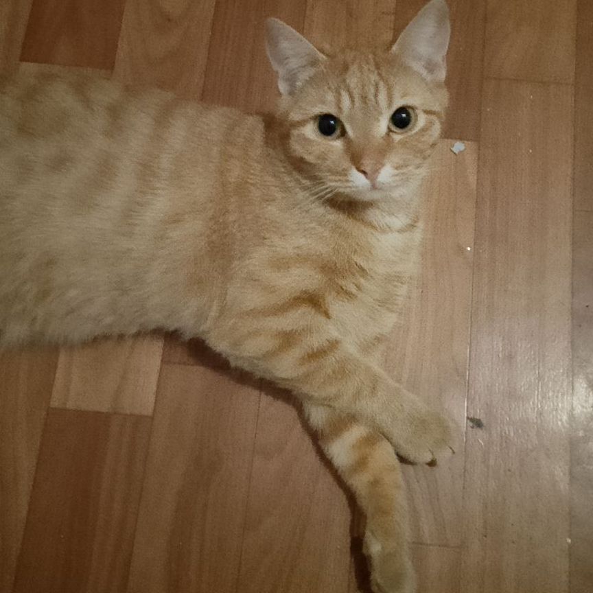 Канаани котёнок