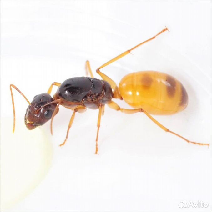 Camponotus fedtschenkoi Светлый пустынный муравей