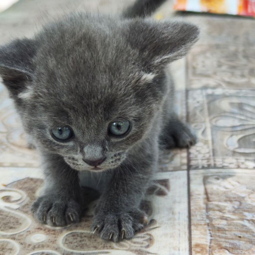 Котёнок в добрые руки
