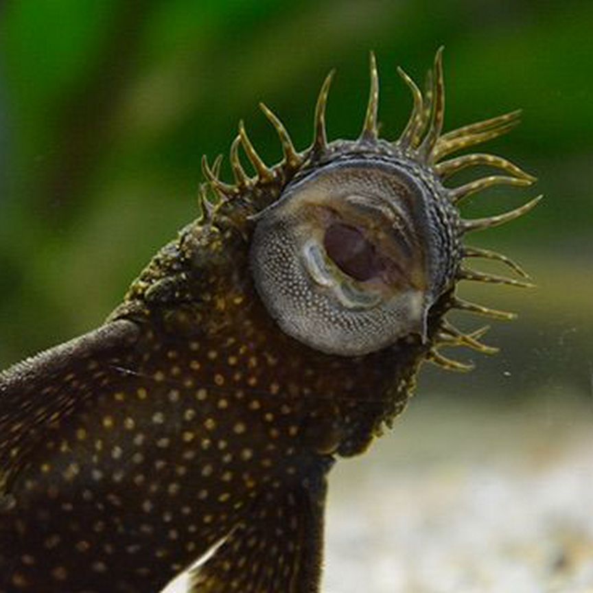 Сом анцитрус