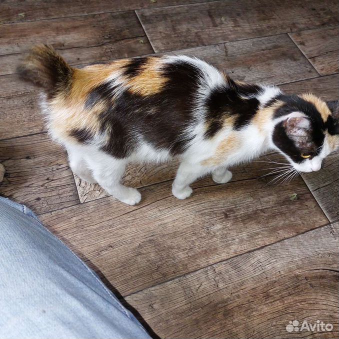 Котята-Японский бобтеил